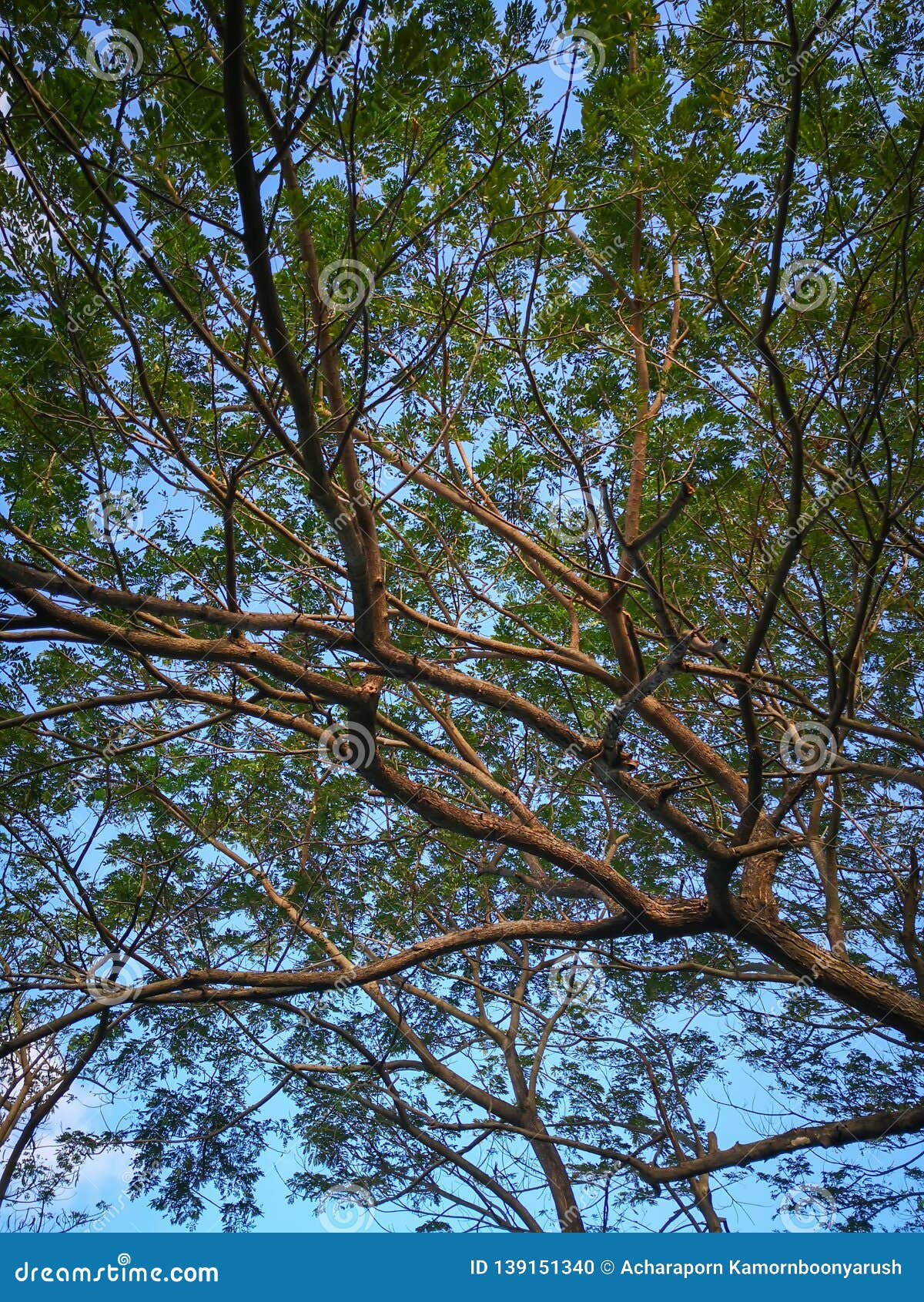 Image-Under Big Nature Green Tree Stock Photo - Image of garden, forest ...