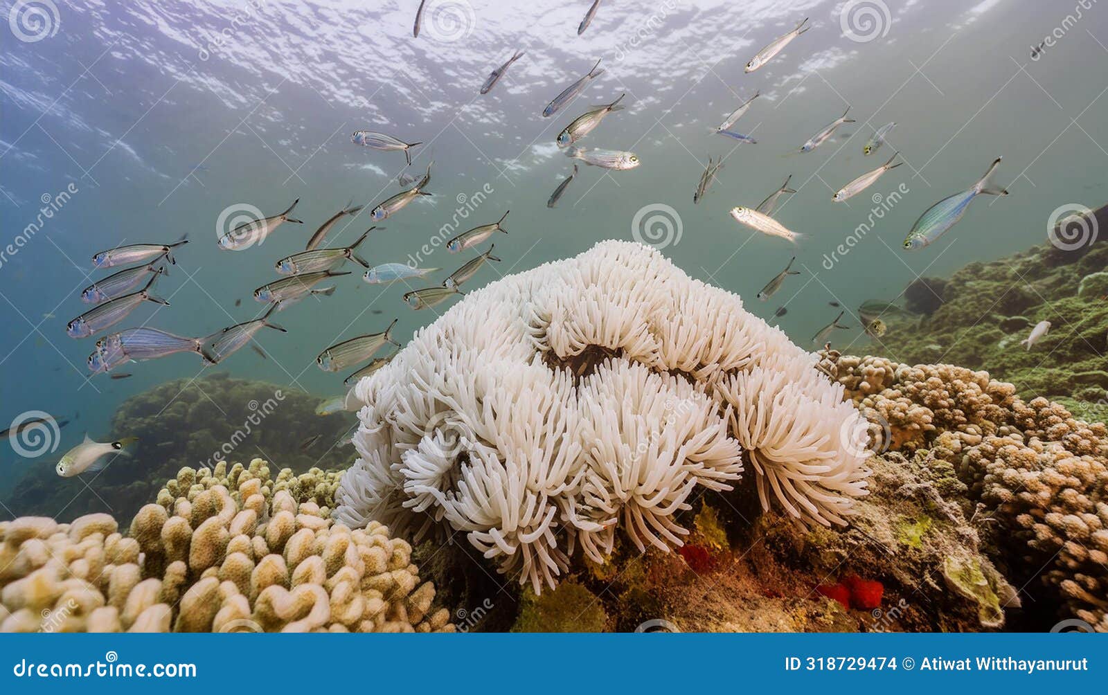 Image of Under the Sea with Coral Bleaching Phenomenon on Small Fish ...