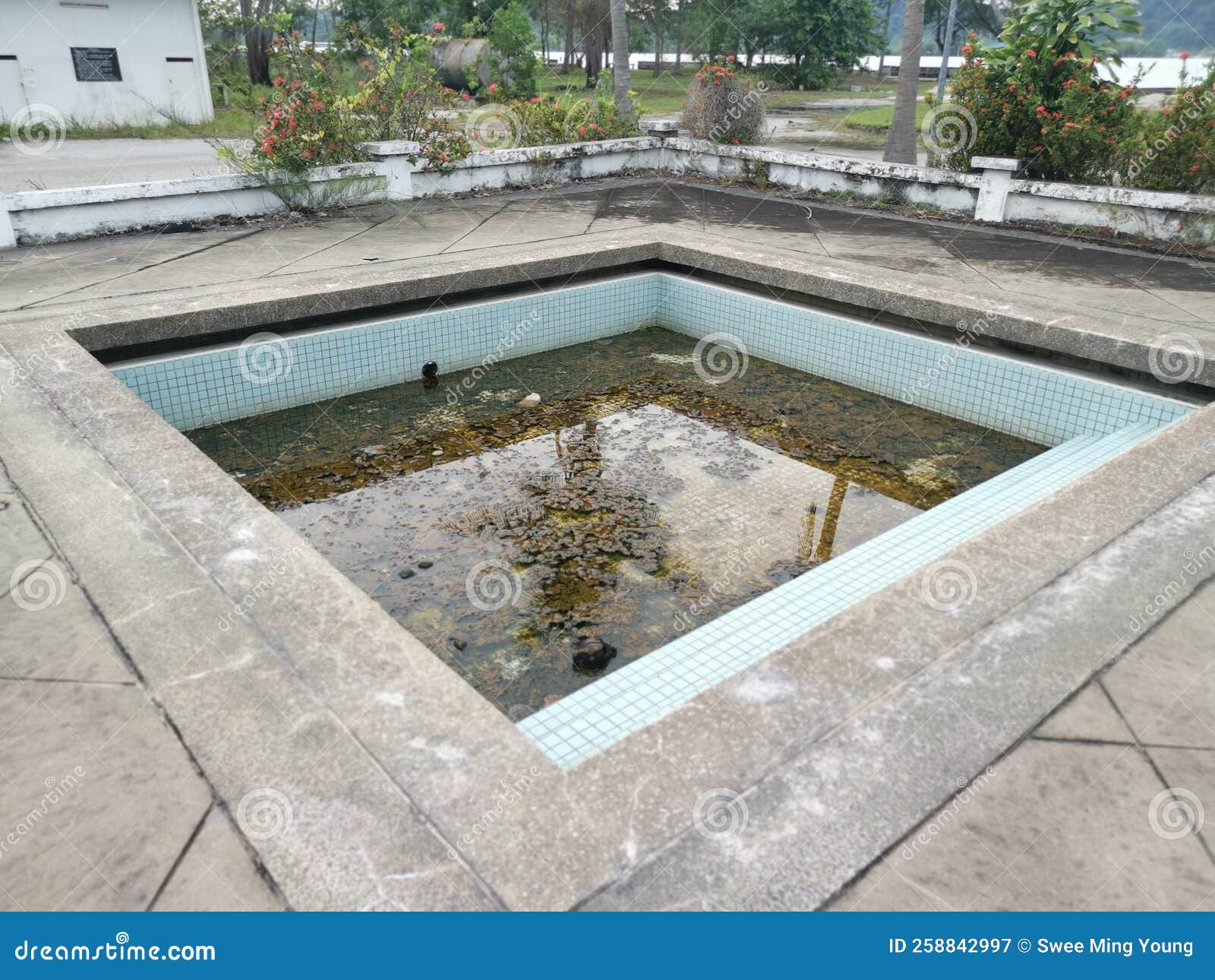 Unmaintained Outdoor Swimming Pool with Algae Floating on the Water ...
