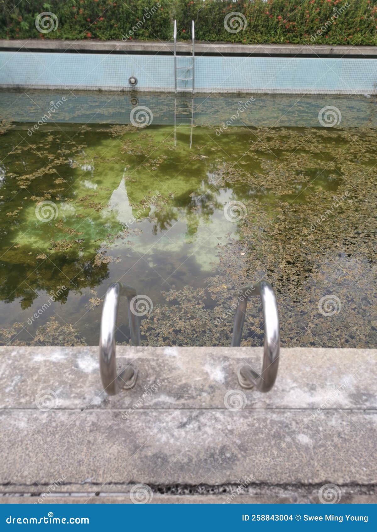 Unmaintained Outdoor Swimming Pool with Algae Floating on the Water ...