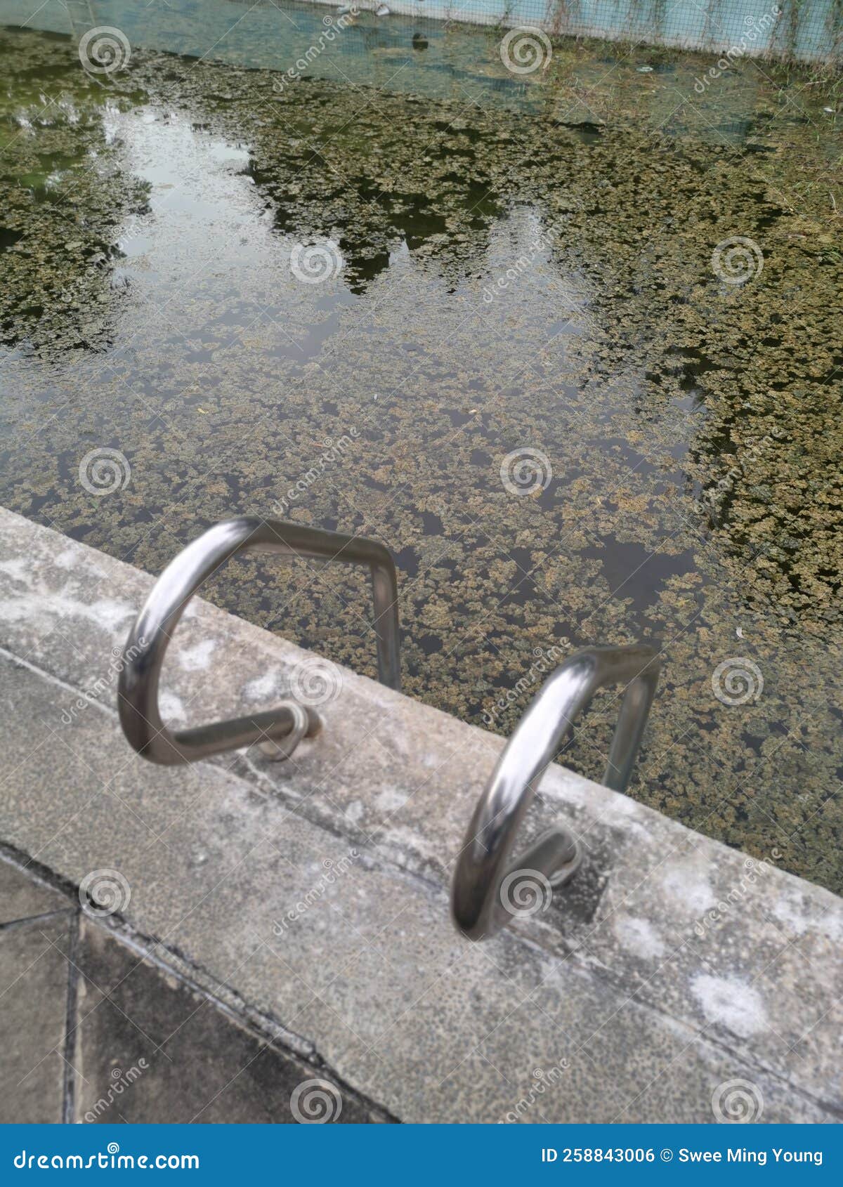 Unmaintained Outdoor Swimming Pool with Algae Floating on the Water ...