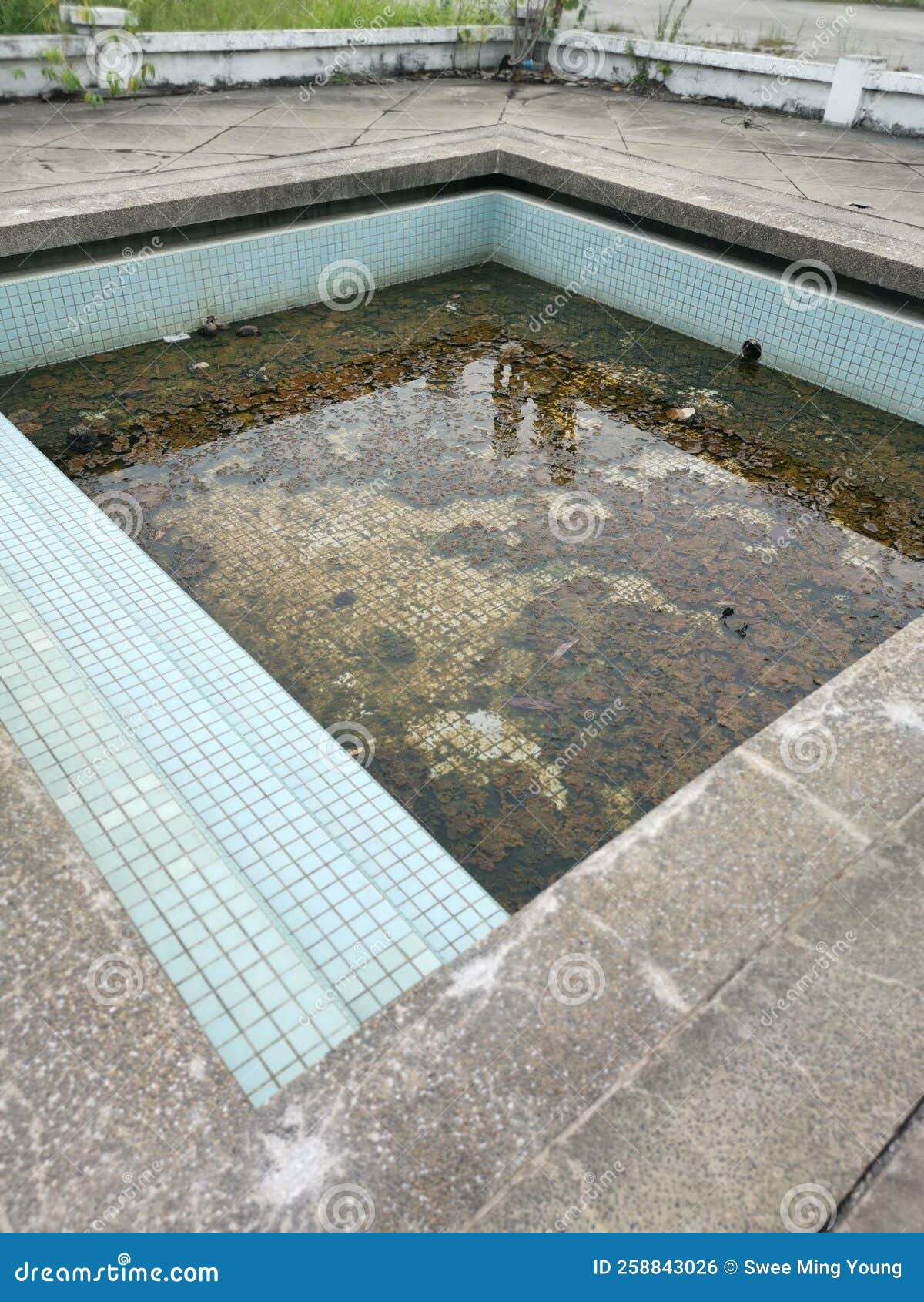 Unmaintained Outdoor Swimming Pool with Algae Floating on the Water ...