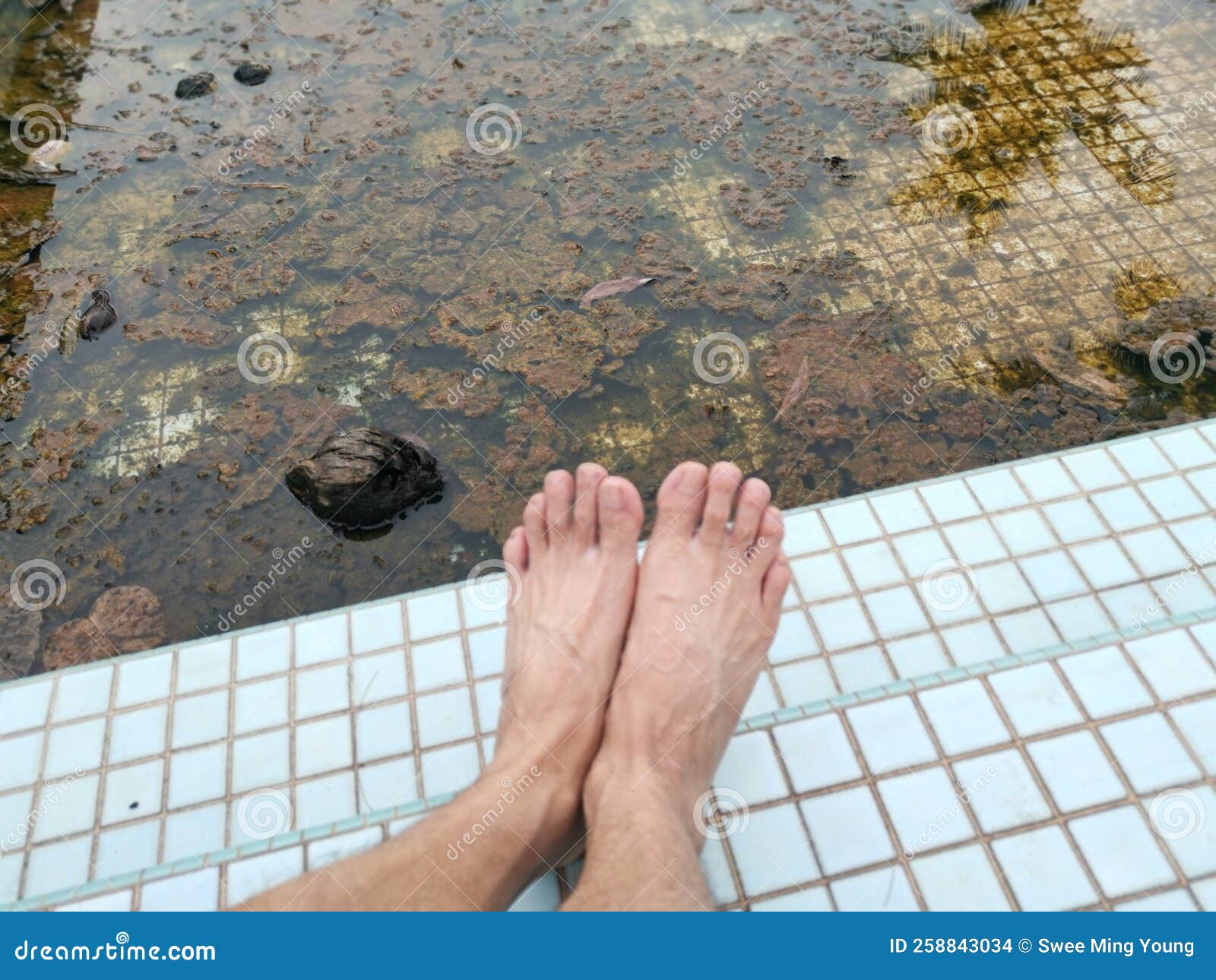 Unmaintained Outdoor Swimming Pool with Algae Floating on the Water ...