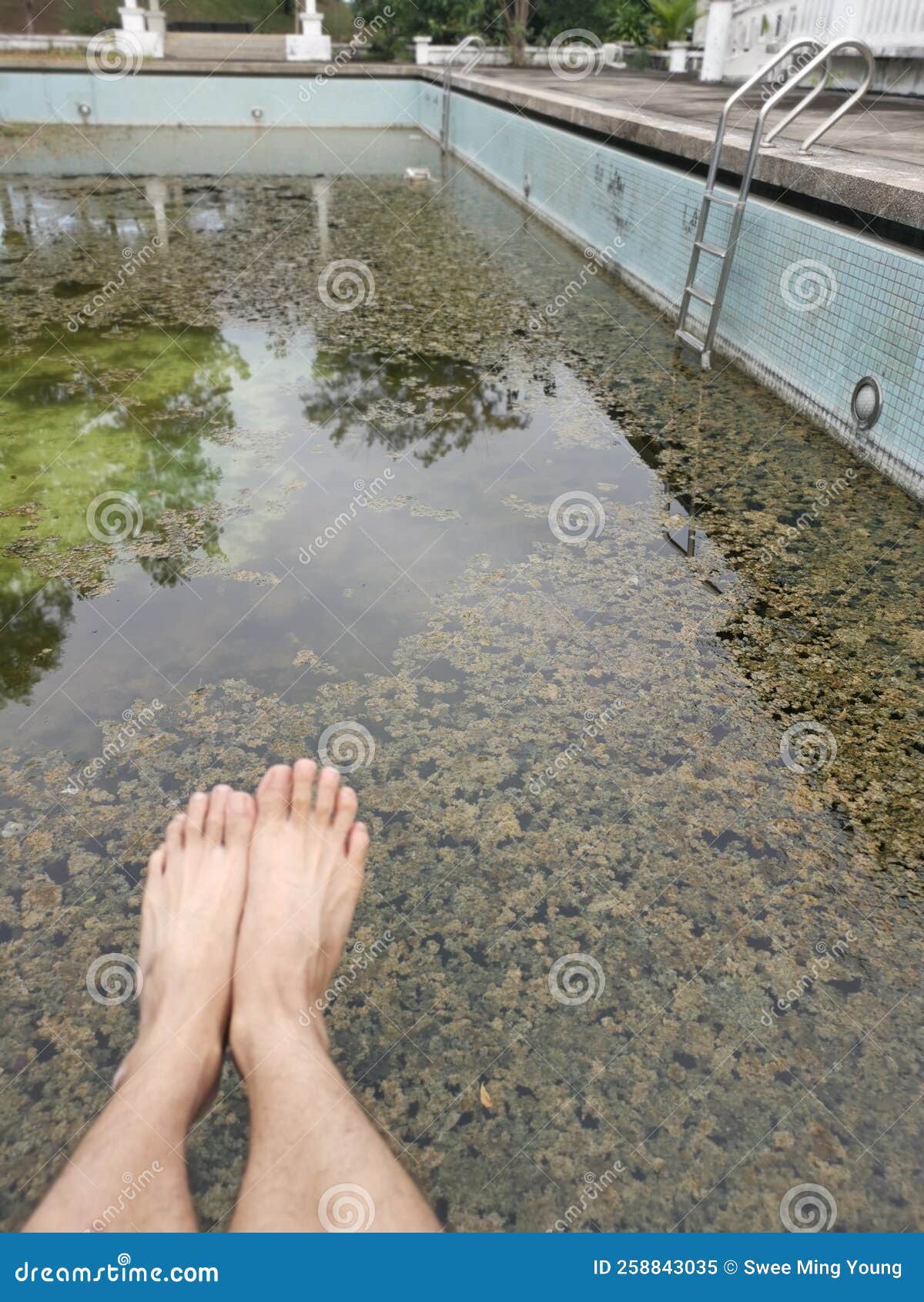 Unmaintained Outdoor Swimming Pool with Algae Floating on the Water ...