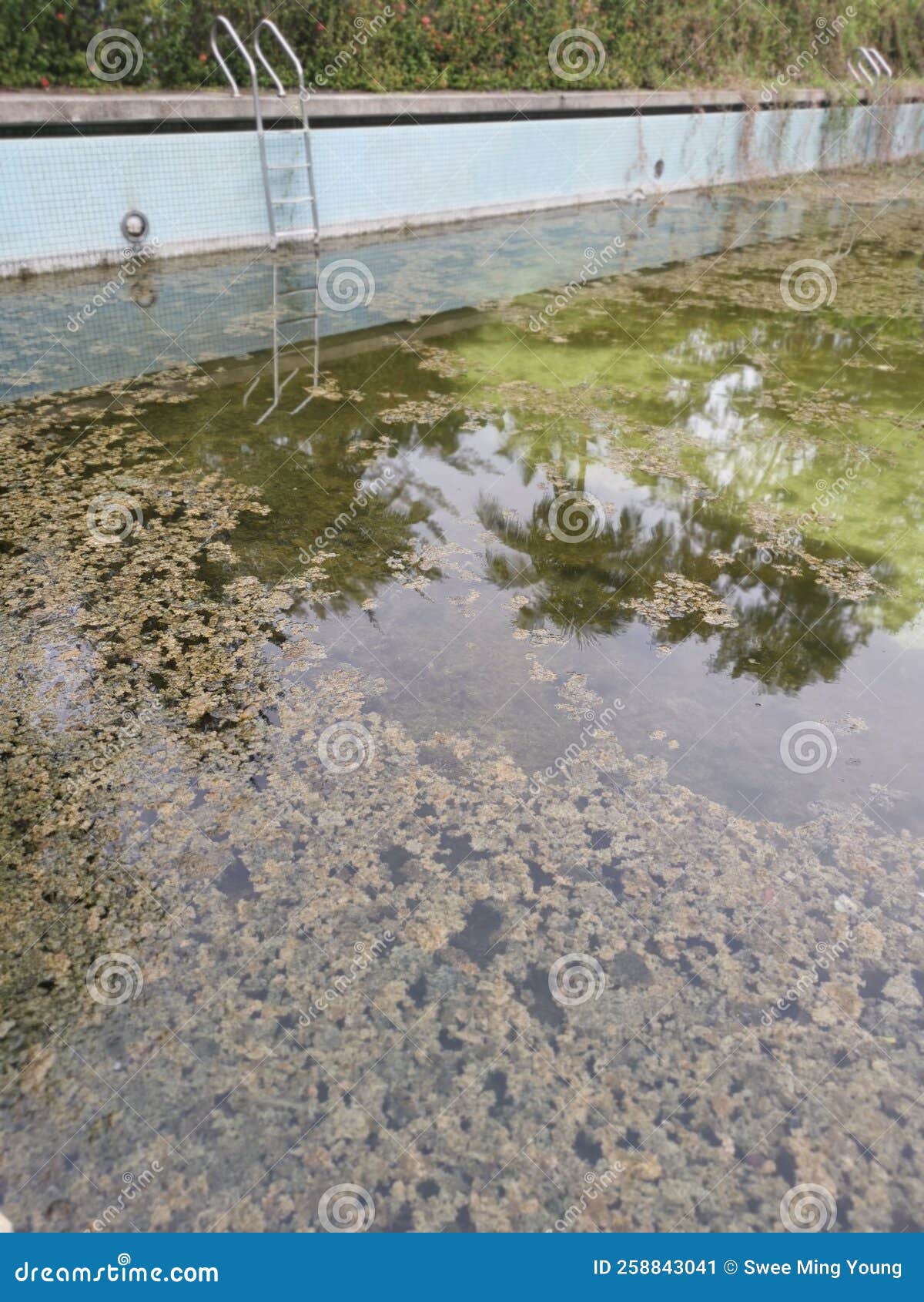 Unmaintained Outdoor Swimming Pool with Algae Floating on the Water ...