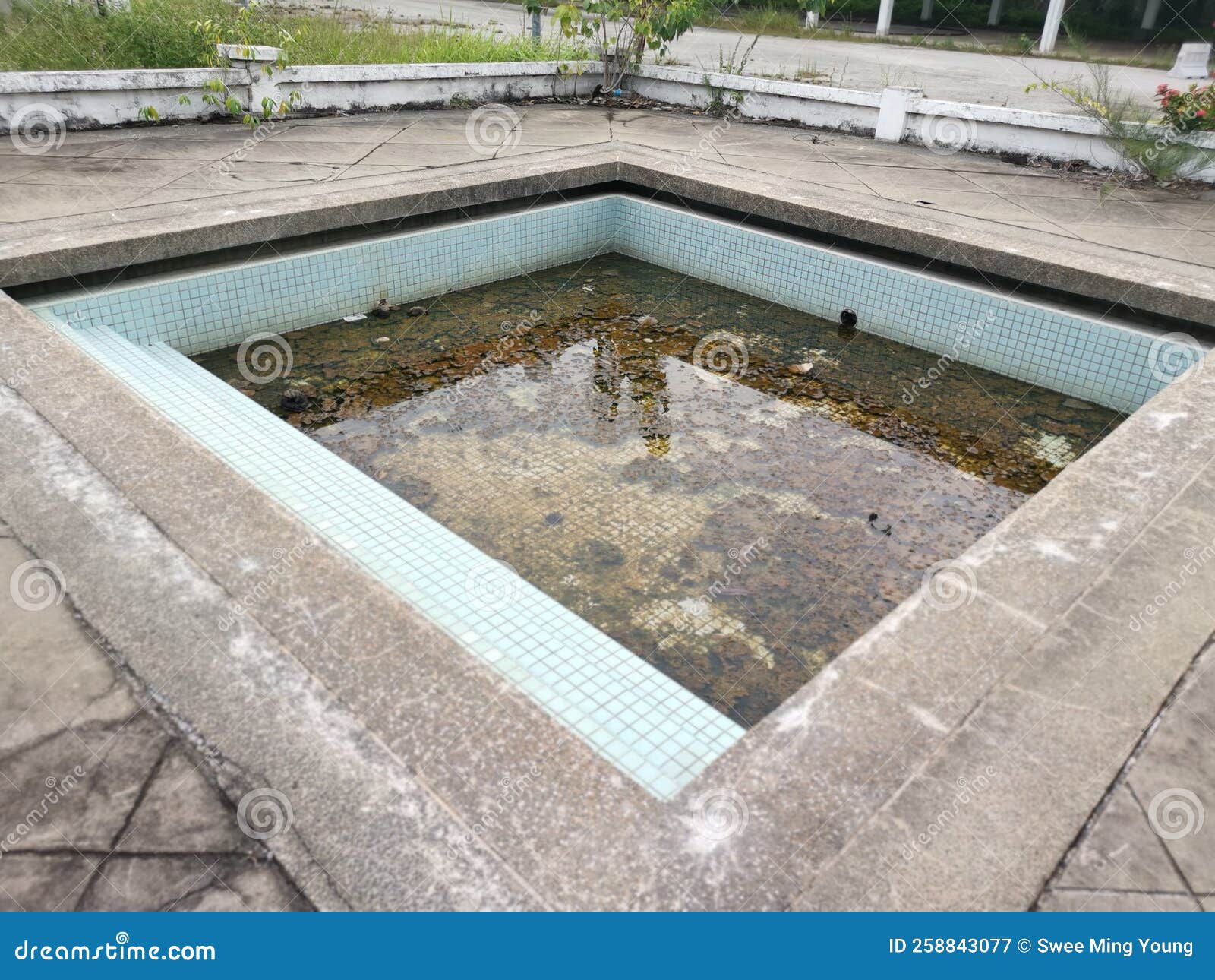 Unmaintained Outdoor Swimming Pool with Algae Floating on the Water ...