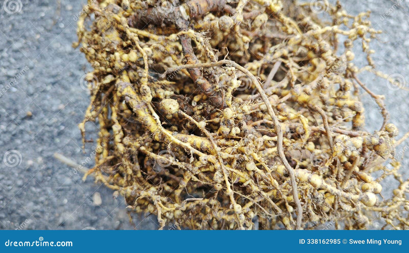 Uprooted Plant with Infected Root Knot Nematodes. Stock Image - Image ...