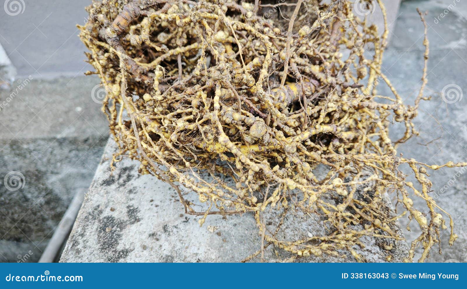 Uprooted Plant with Infected Root Knot Nematodes. Stock Image - Image ...