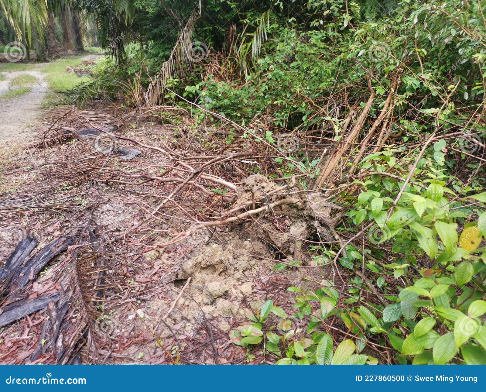 Uprooted Young Wild Ficus Microcarpa Tree after the Rain. Stock Photo ...