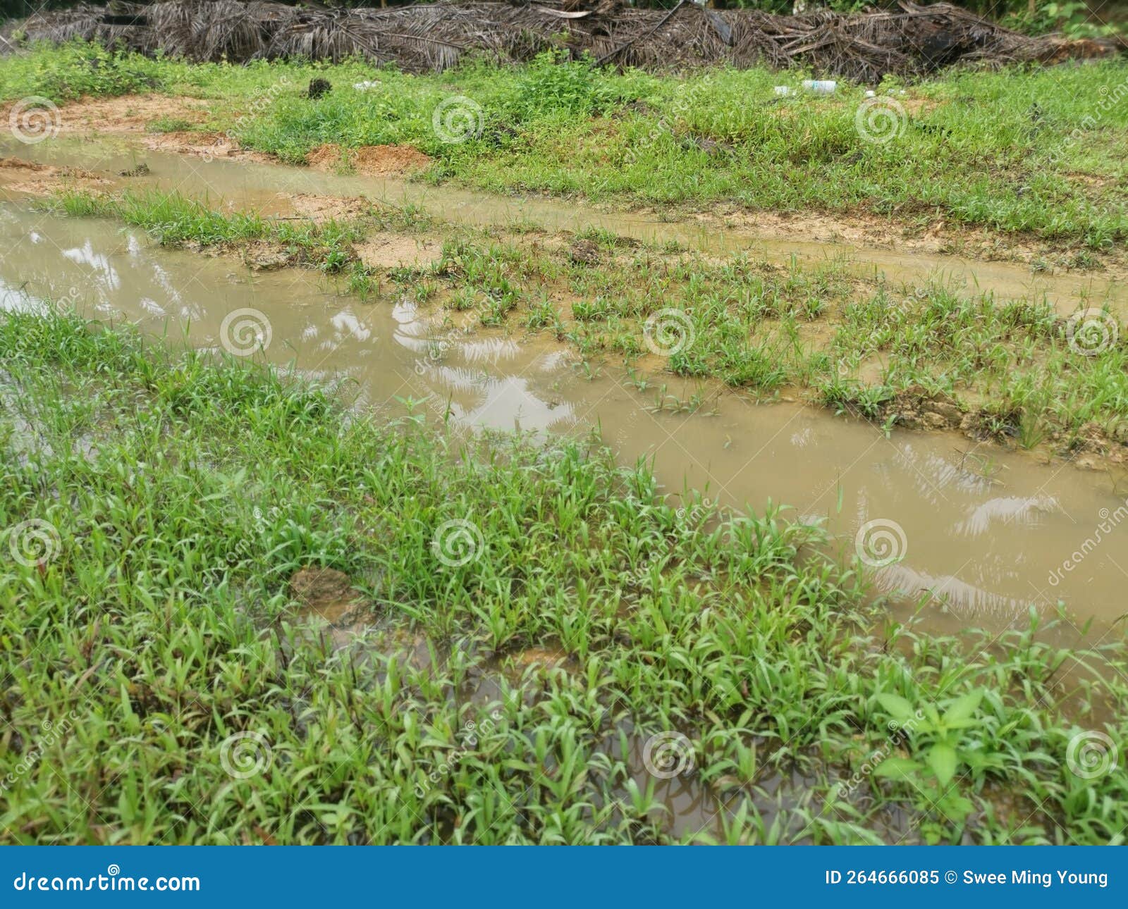 Vacant Agriculture Land Fulls of Puddle after the Heavy Rain Stock ...