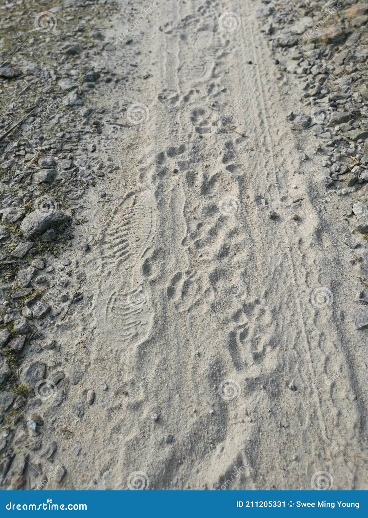 Various Foot Mark Trails on the Rural Sandy Road. Stock Image - Image ...