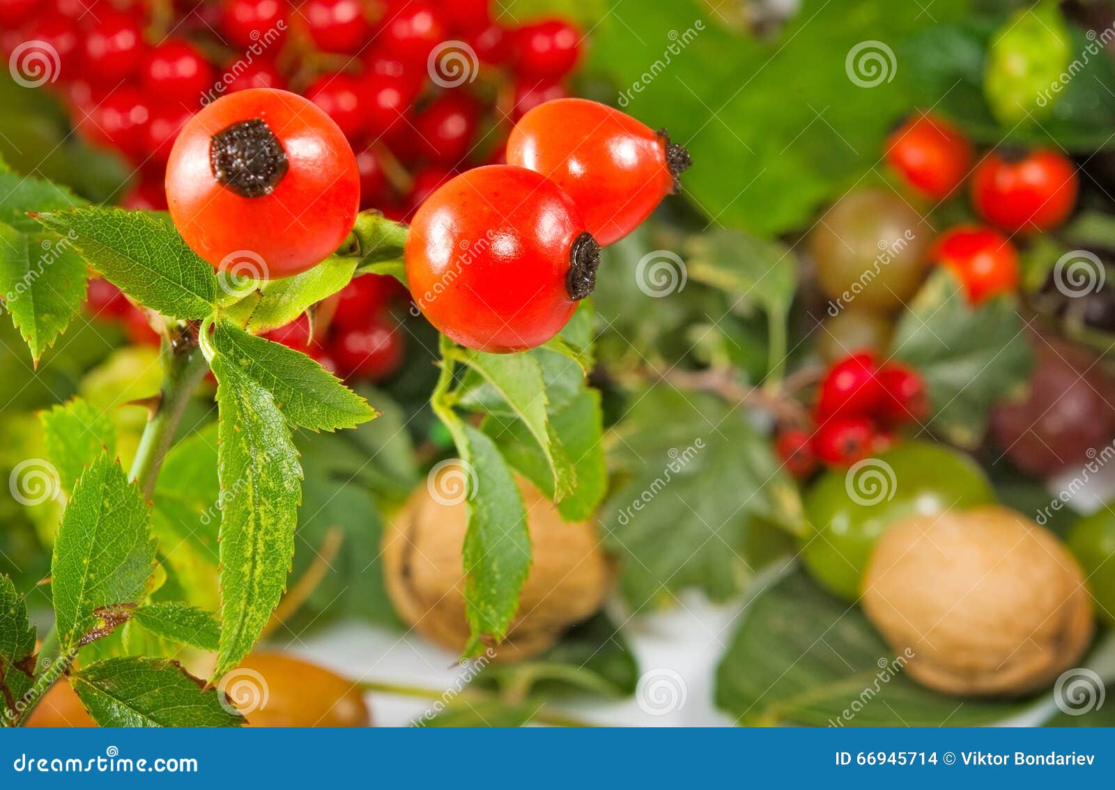 Image of Various Ripe Berries Close-up Stock Photo - Image of fruit ...