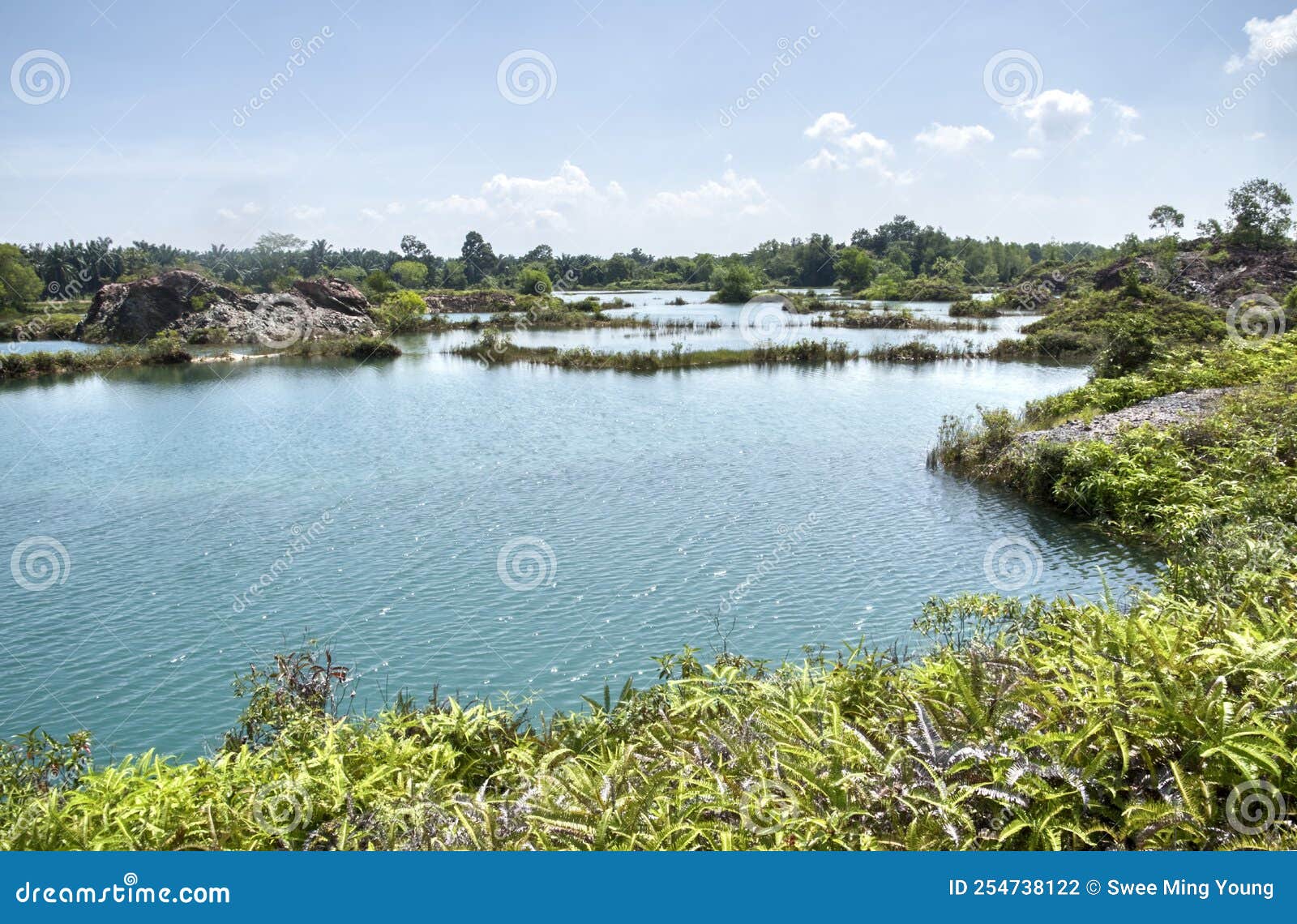 Vegetation Around the Abandoned Mine Pond. Stock Photo - Image of plant ...