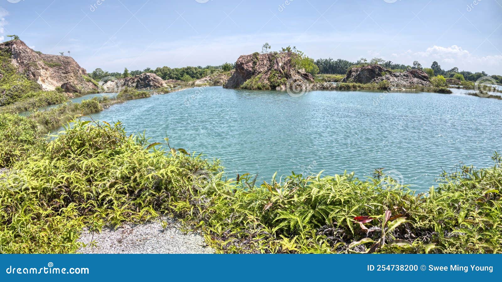 Vegetation Around the Abandoned Mine Pond. Stock Photo - Image of ...