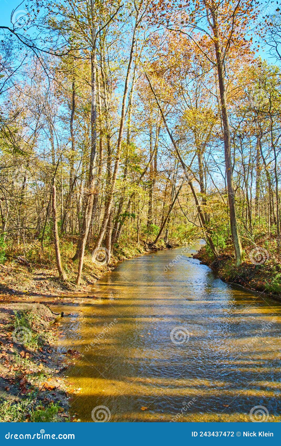 Vertical of River during Fall in the Woods Stock Photo - Image of birch ...
