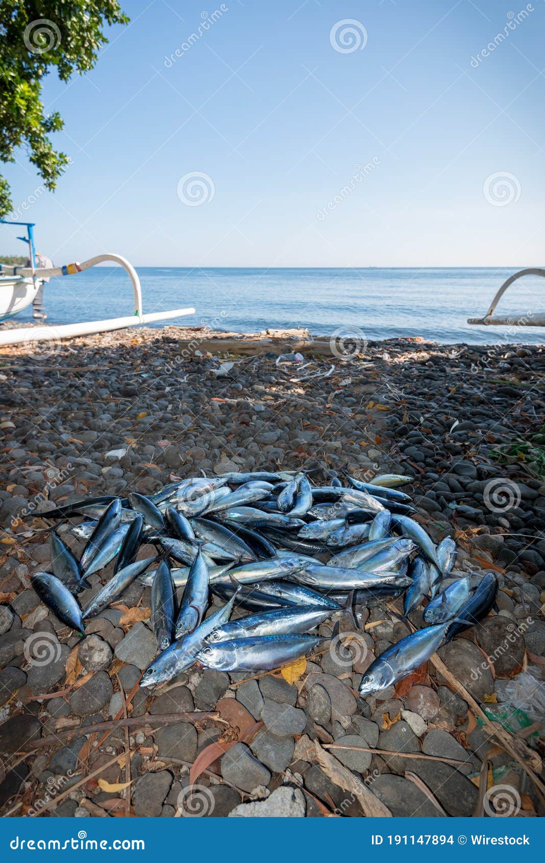 Image Verticale Des Poissons Sur Les Rochers Photo stock - Image du ...