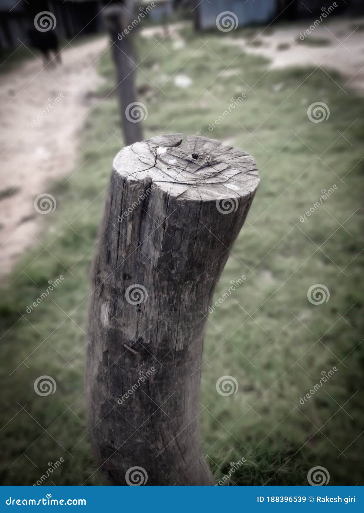 Image of very old wood log stock image. Image of wood - 188396539
