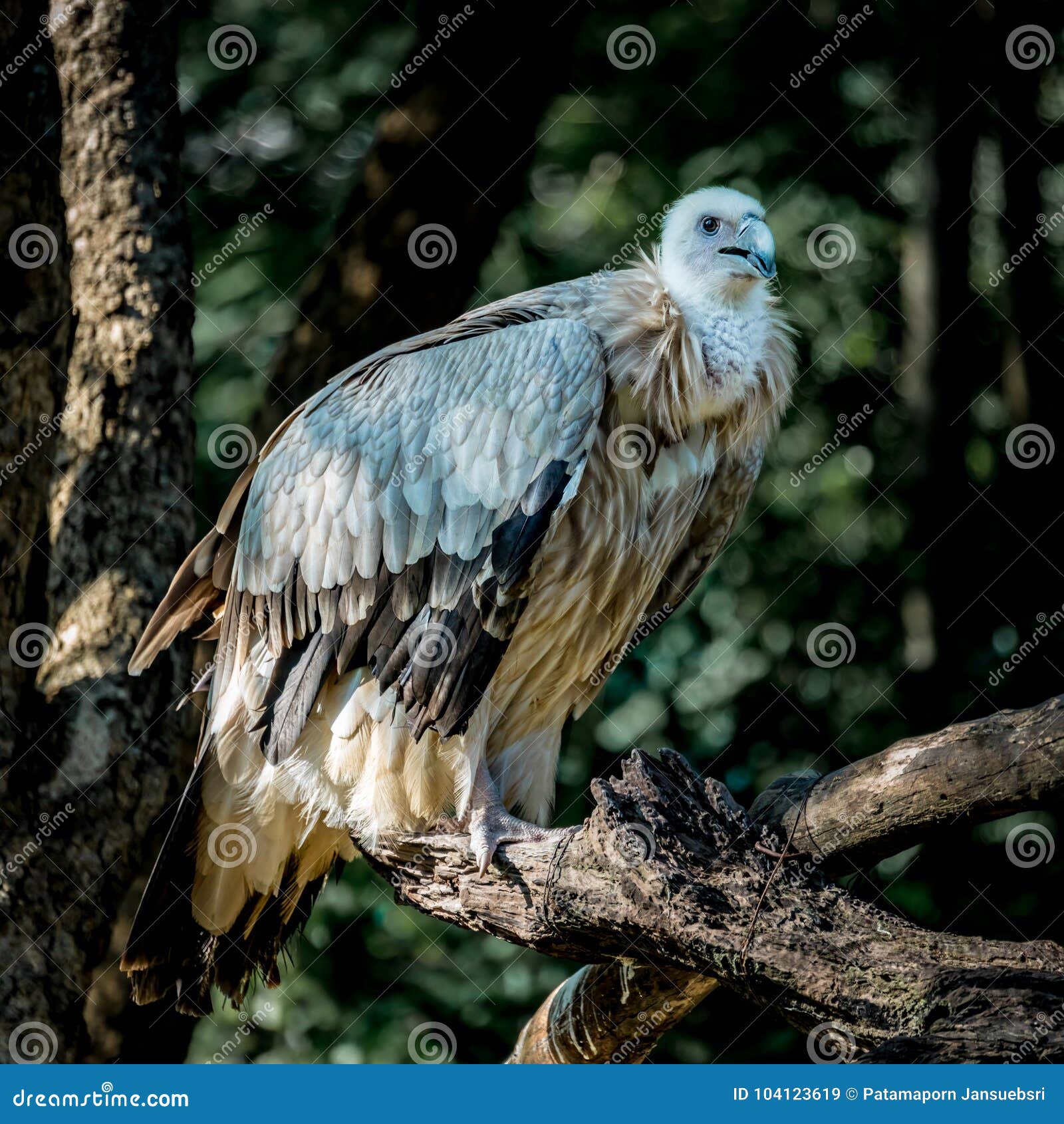 Vulture stock image. Image of beak, predator, white - 104123619