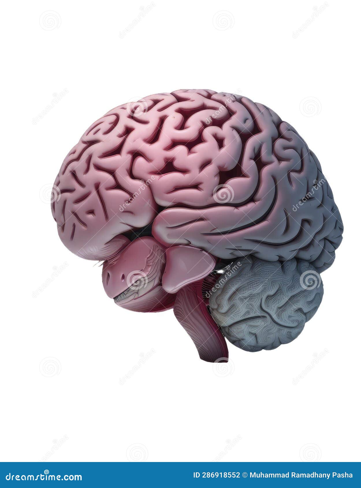 Medically Accurate Illustration Of The Brain, Human Brain. Internal ...