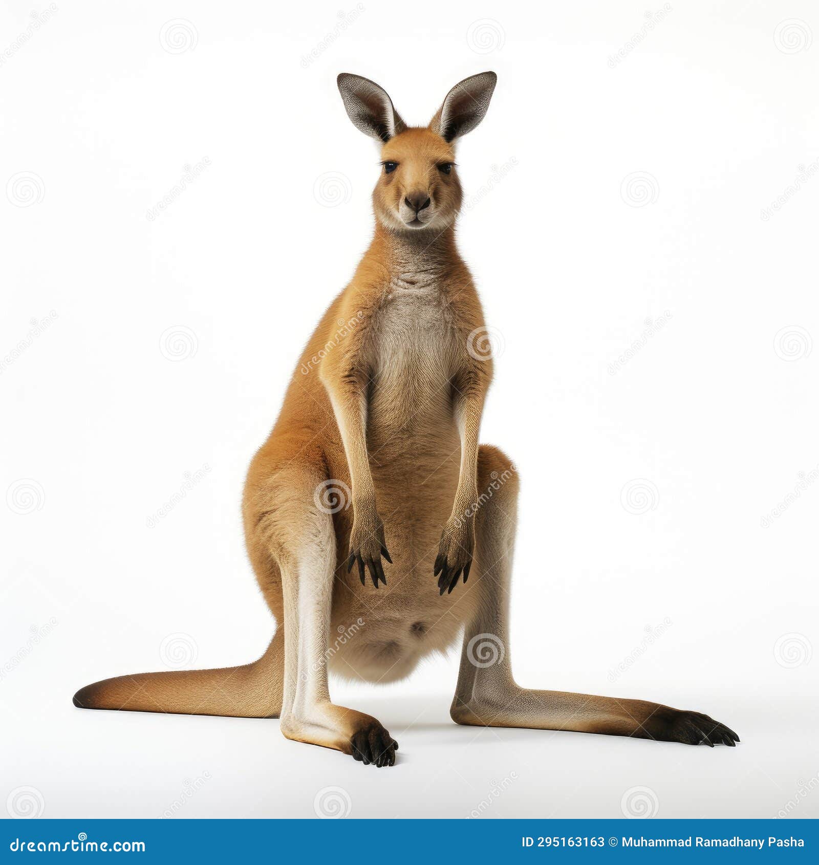 Red Kangaroo on White Background Stock Illustration - Illustration of tail, australia: 295163163