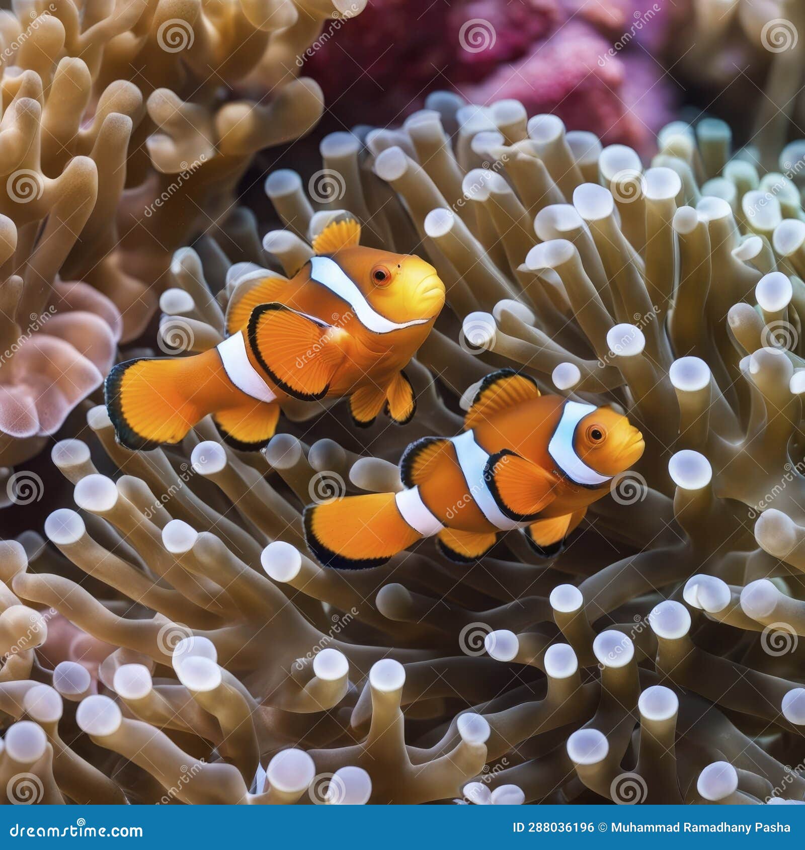 Two Anemone Clown Fish Reminding Us Why we All Love To Find Nemo ...