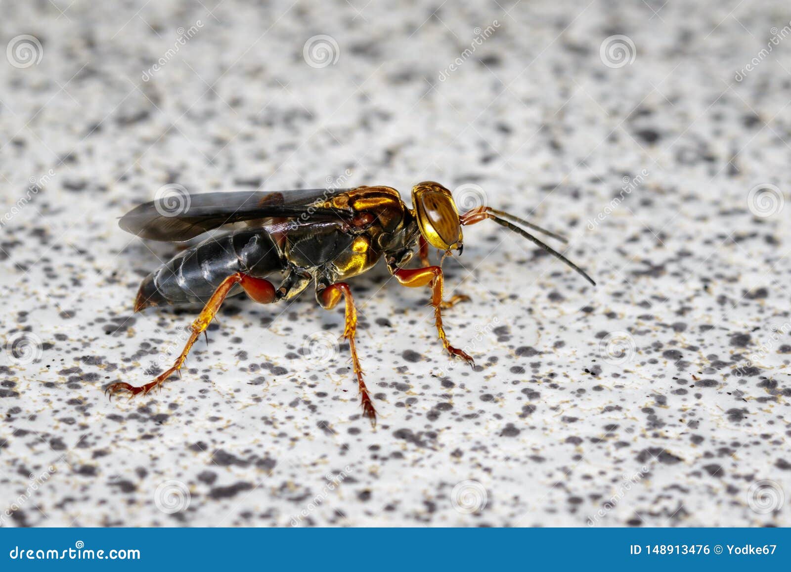 Image of Wasp on the Floor. Insect Stock Photo - Image of close ...