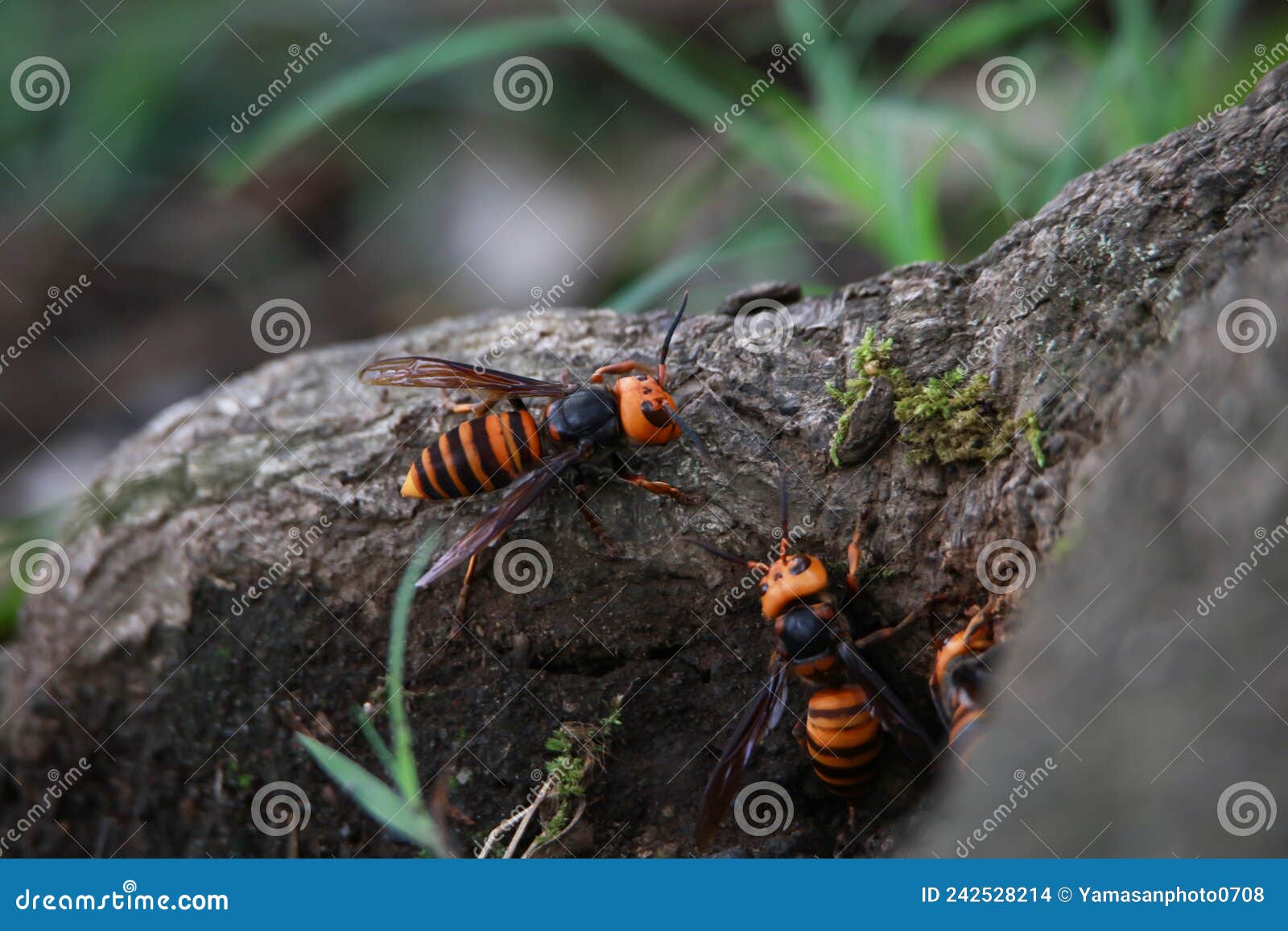 Wasp perching on a tree stock photo. Image of pest, animal - 242528214