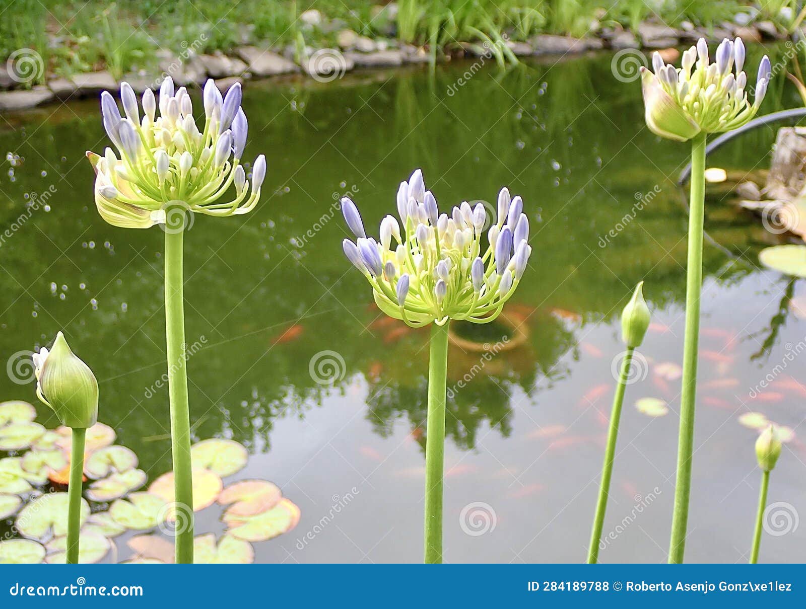 Image of Water and Flowers of Ponds and Nature Stock Photo - Image of ...