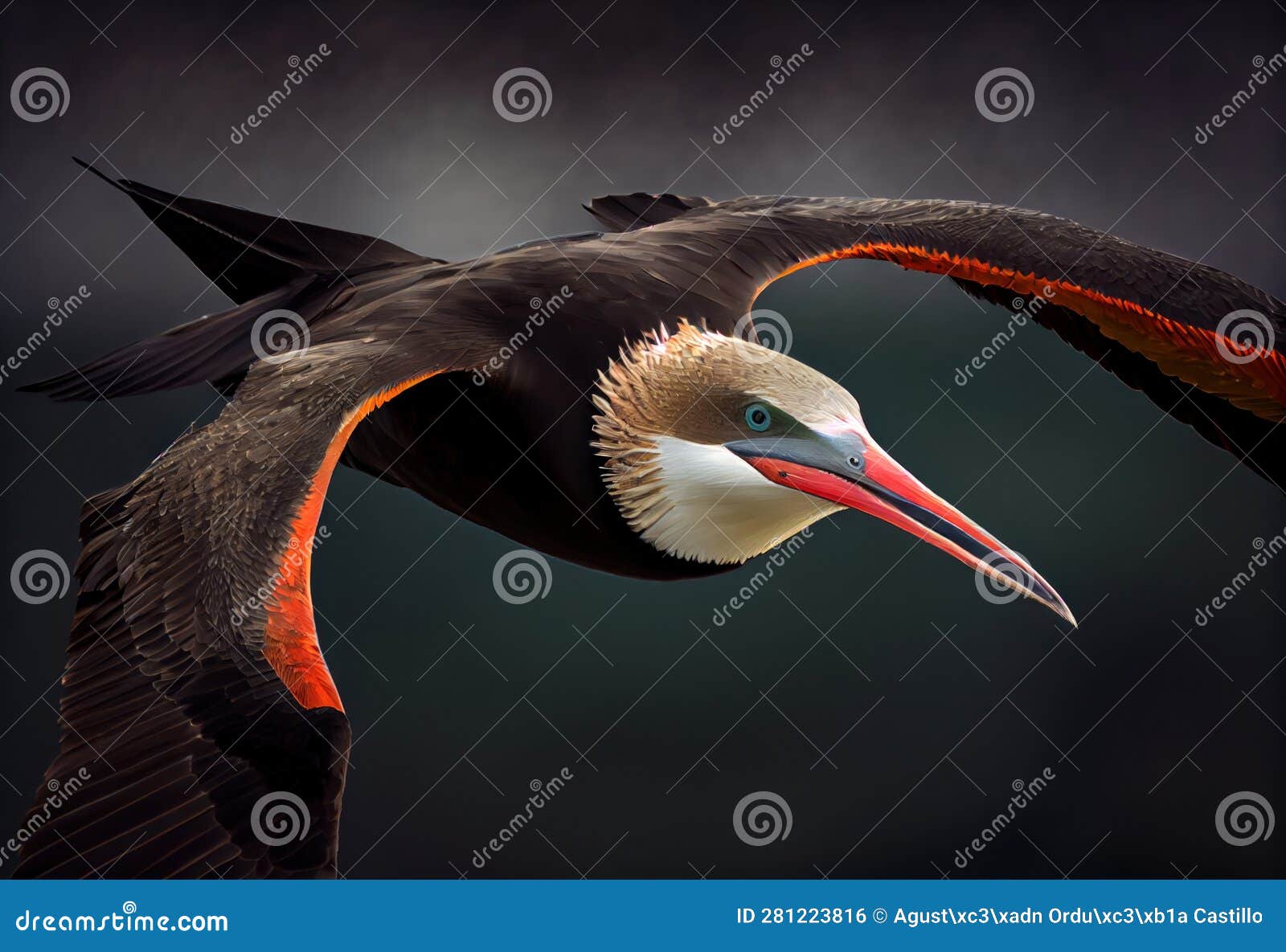 Image of a Watercolor Drawing of a Frigatebird. Stock Illustration ...