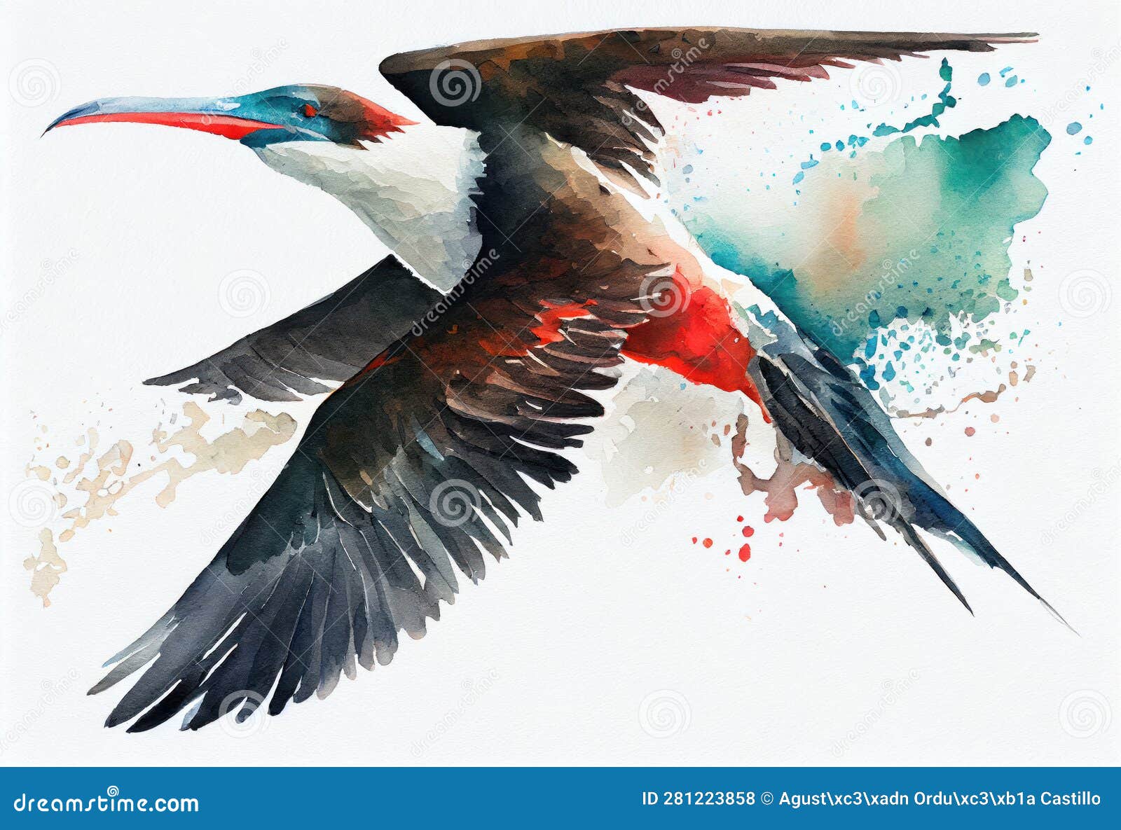 Image of a Watercolor Drawing of a Frigatebird. Stock Illustration ...