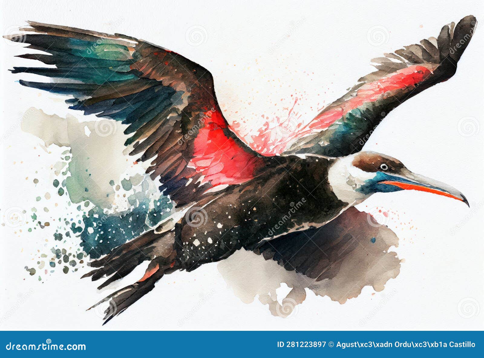 Image of a Watercolor Drawing of a Frigatebird. Stock Illustration ...
