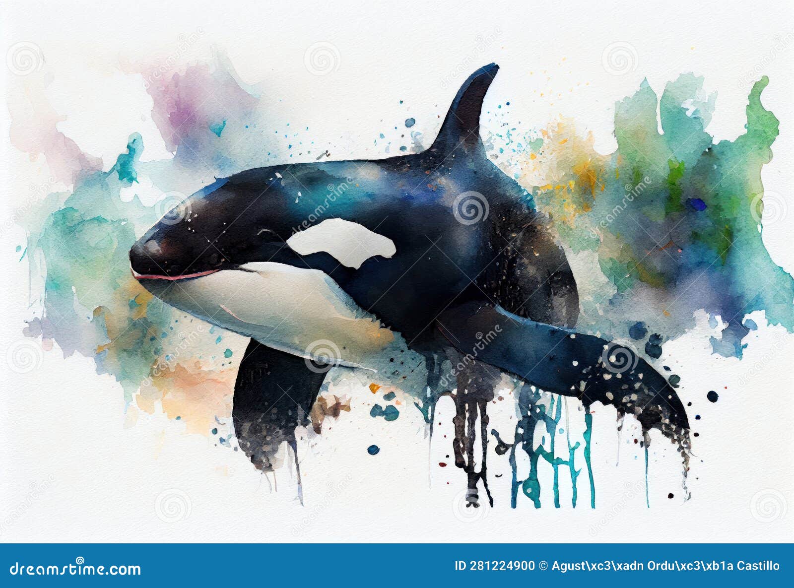 Image of a Watercolor Drawing of an Orca. Stock Illustration ...