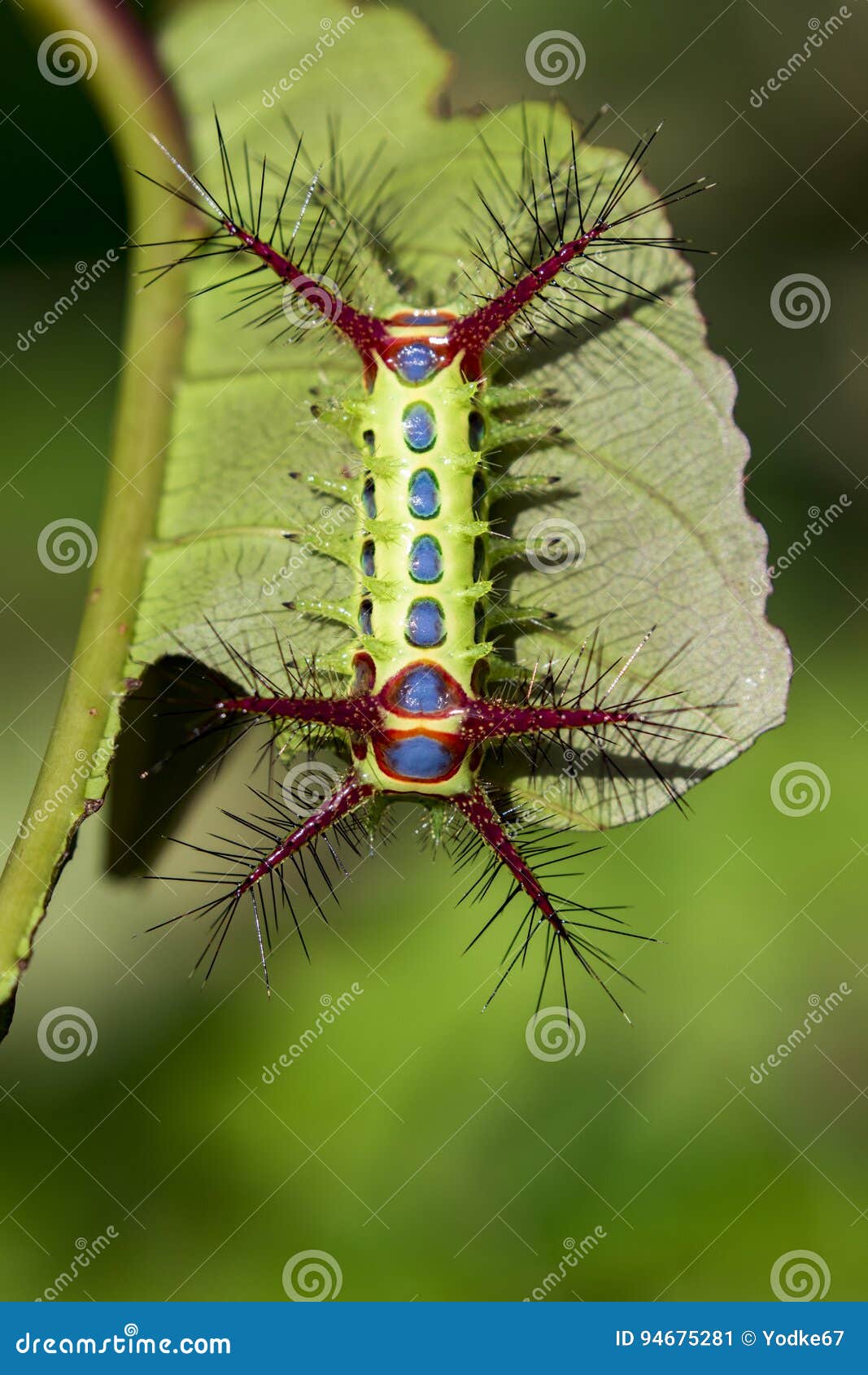 Image of a Wattle Cup Caterpillar on Nature Background. Insect Stock ...