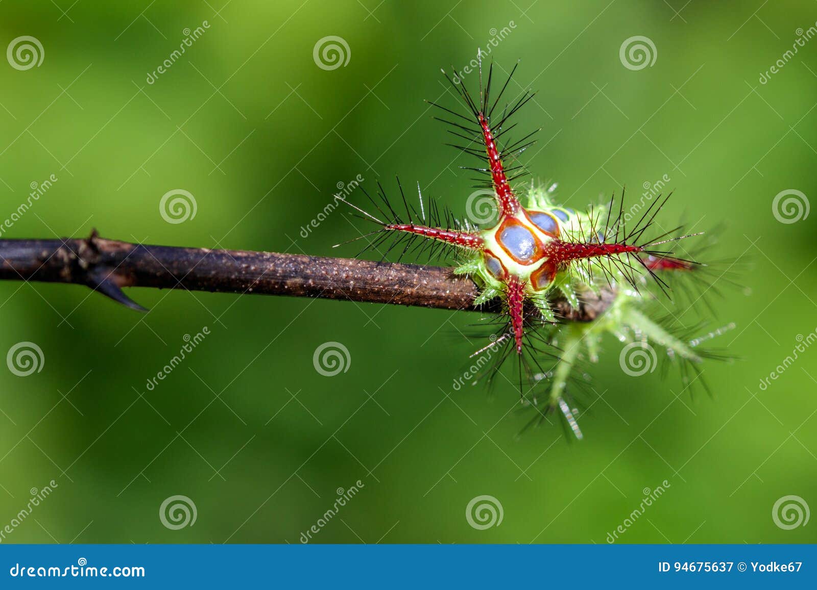 Image of a Wattle Cup Caterpillar on Nature Background. Insect Stock ...