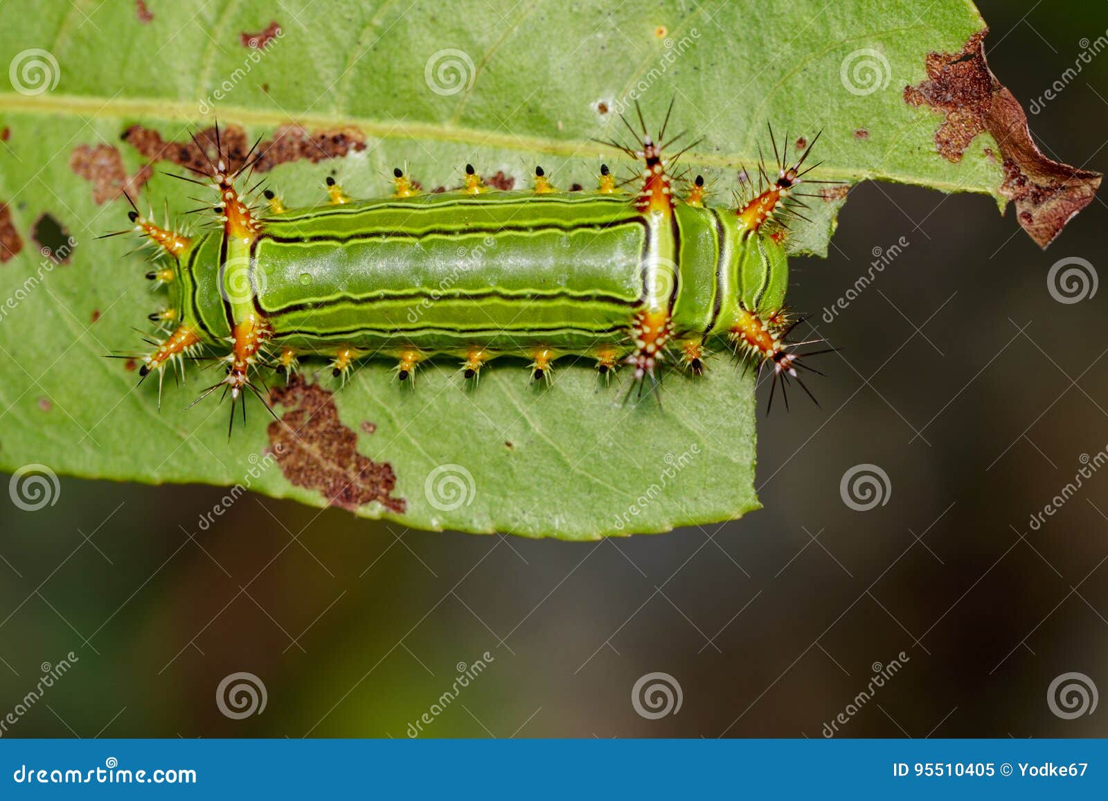Image of a Wattle Cup Caterpillar on Nature Background. Insect Stock ...