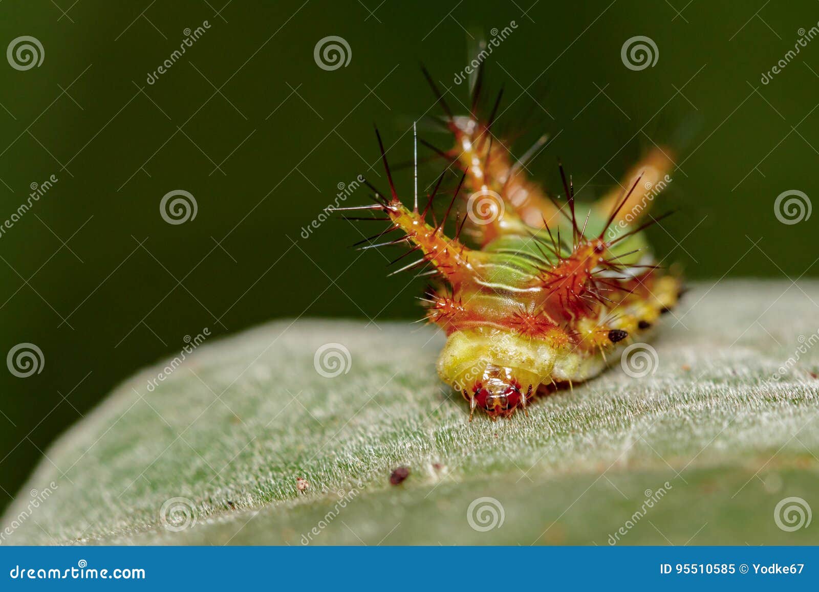 Image Of A Wattle Cup Caterpillar On Nature Background. Insect Royalty ...
