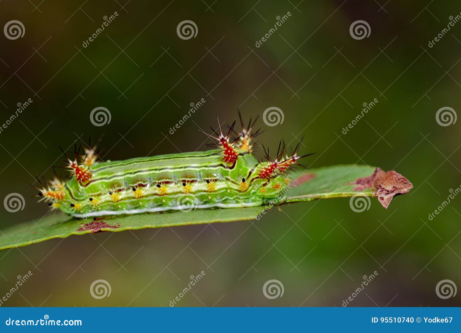 Image of a Wattle Cup Caterpillar on Nature Background. Insect. Stock ...