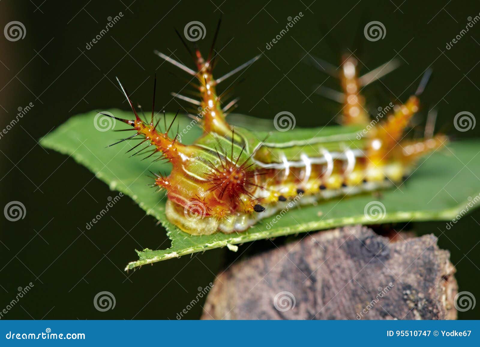 Image Of A Caterpillar Bug On A Branch On Nature Background. Royalty ...