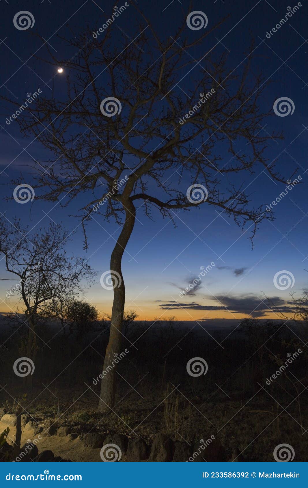 Image of a Weak Tree in the Shadow of Night in Tanzania Stock Photo ...