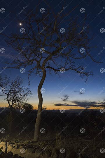 Image of a Weak Tree in the Shadow of Night in Tanzania Stock Photo ...
