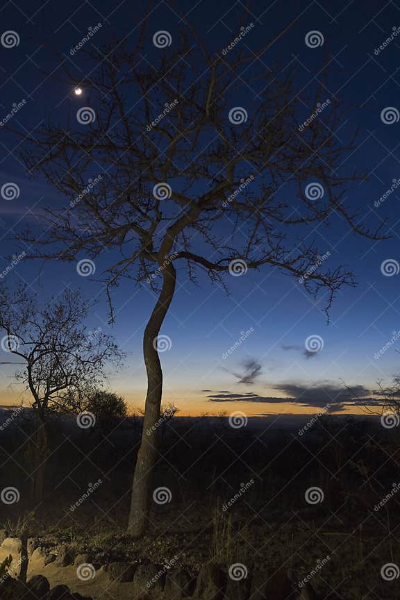 Image of a Weak Tree in the Shadow of Night in Tanzania Stock Photo ...