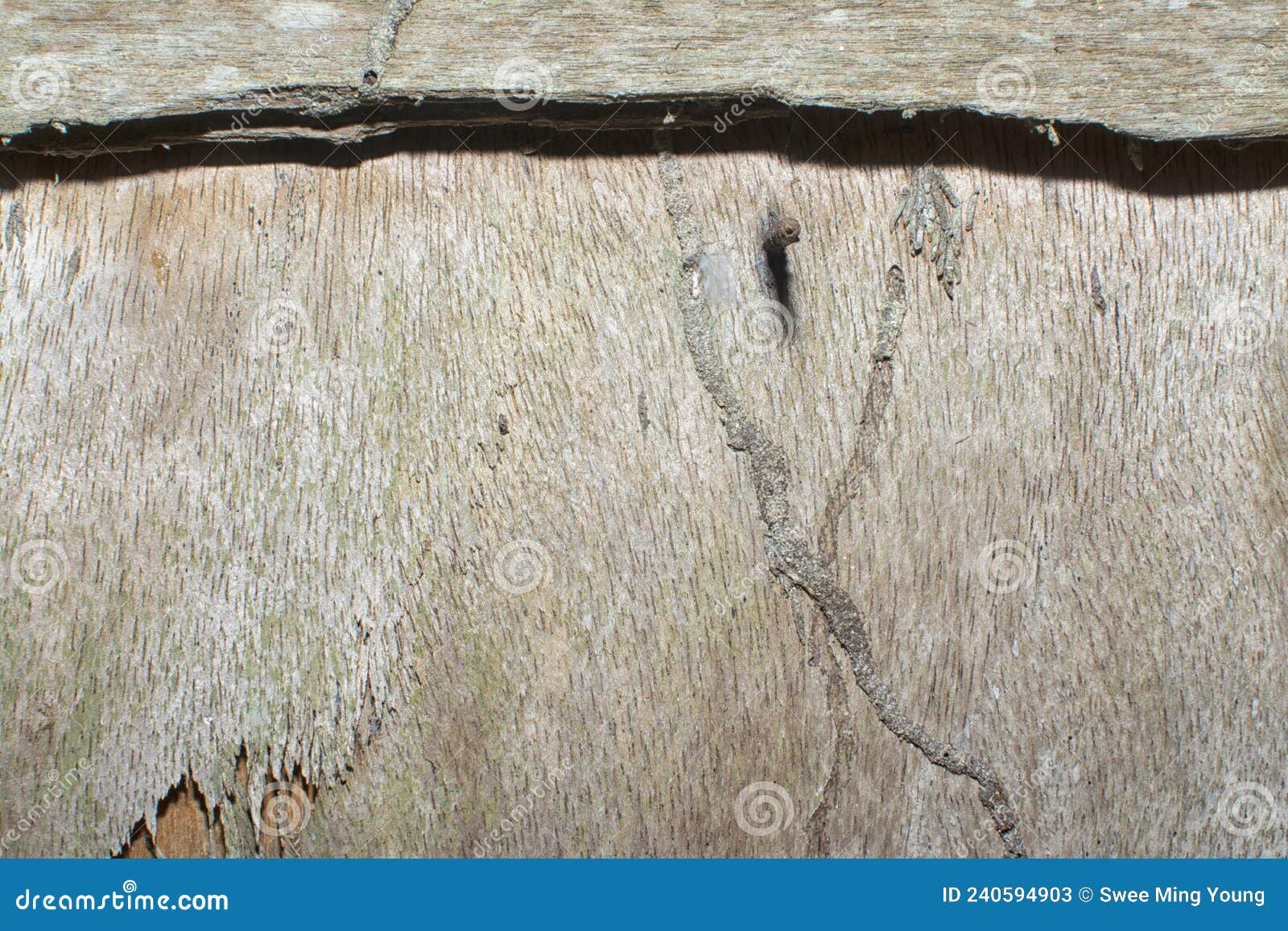 Weathered and Decayed Wall Plank Wood Texture Stock Image - Image of ...