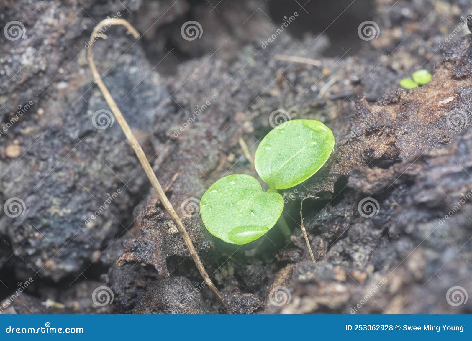 Weed Seedling Sprouting Out from the Decay Trunk Stock Photo - Image of ...