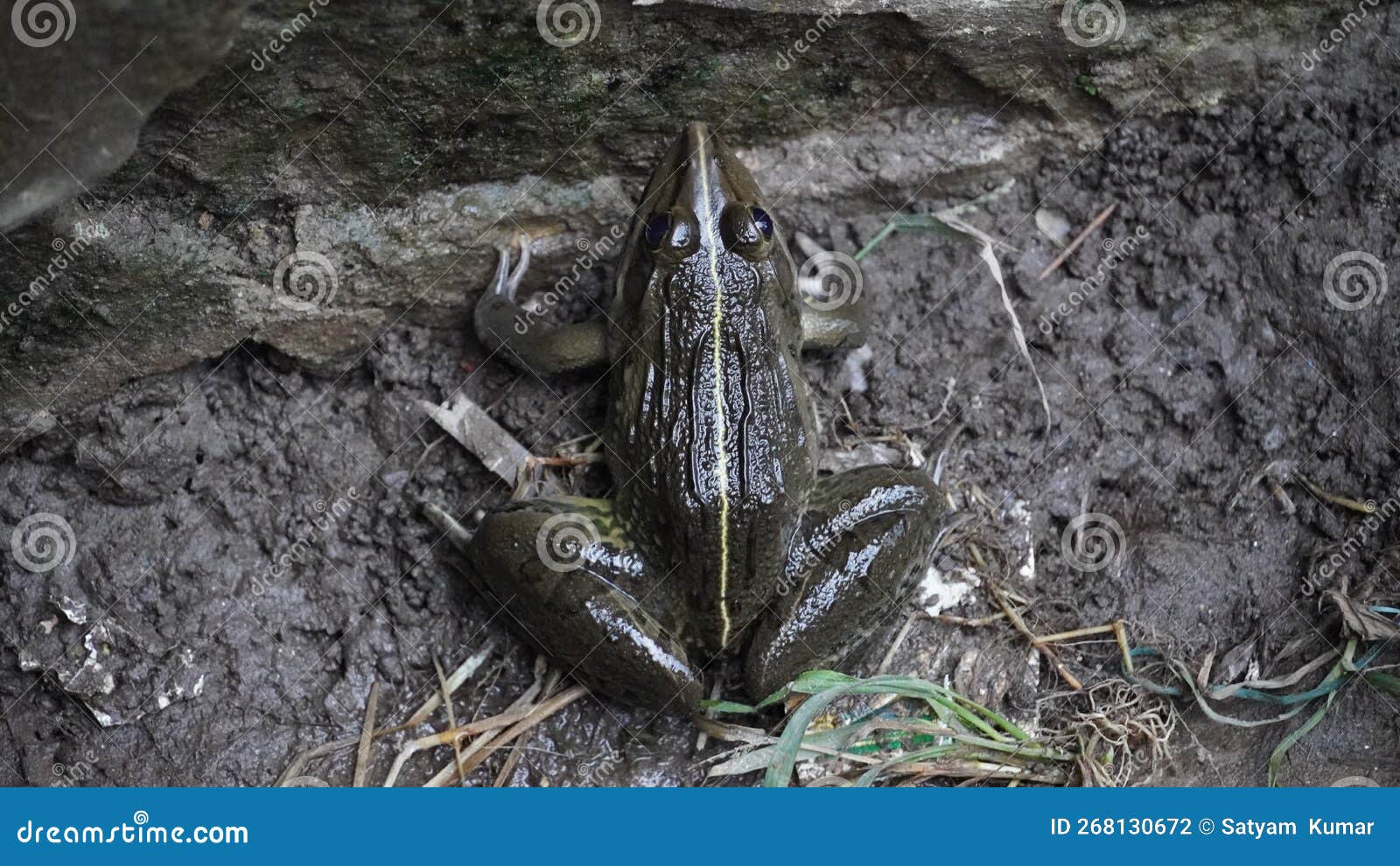 Image of wet frog hd stock photo. Image of reptile, amphibian - 268130672