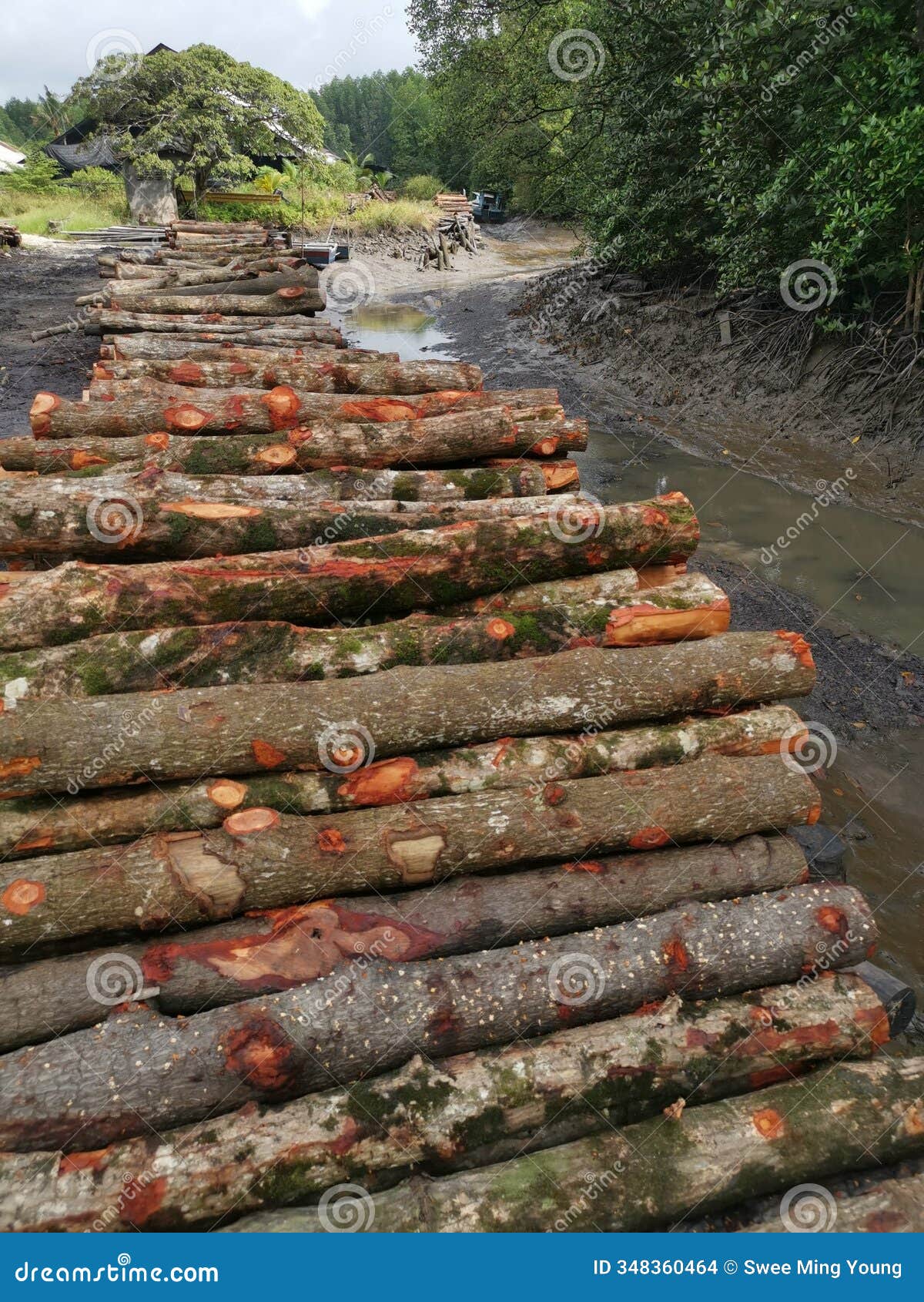 Wet and Muddy Environment Scene Around the Vicinity of Mangrove Logs ...