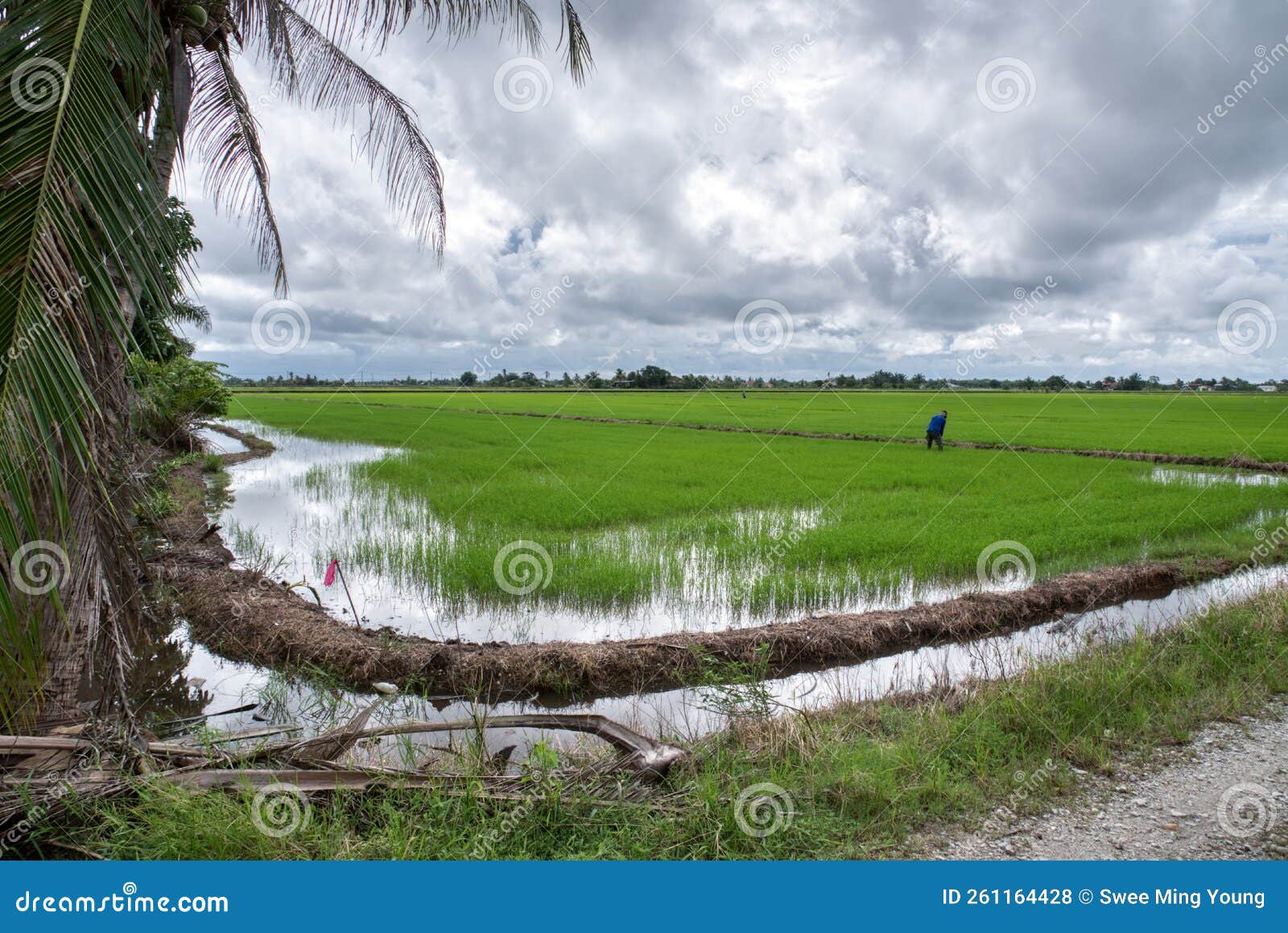 The Wet Paddy Field Farm Scene after the Rain Stock Photo - Image of ...