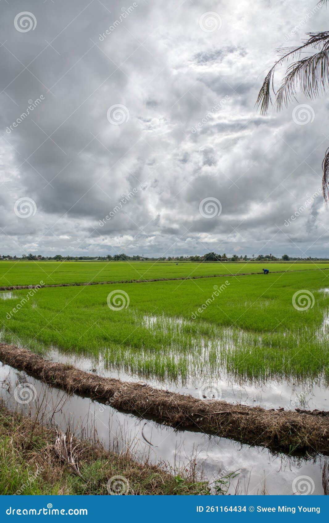 The Wet Paddy Field Farm Scene after the Rain Stock Photo - Image of ...