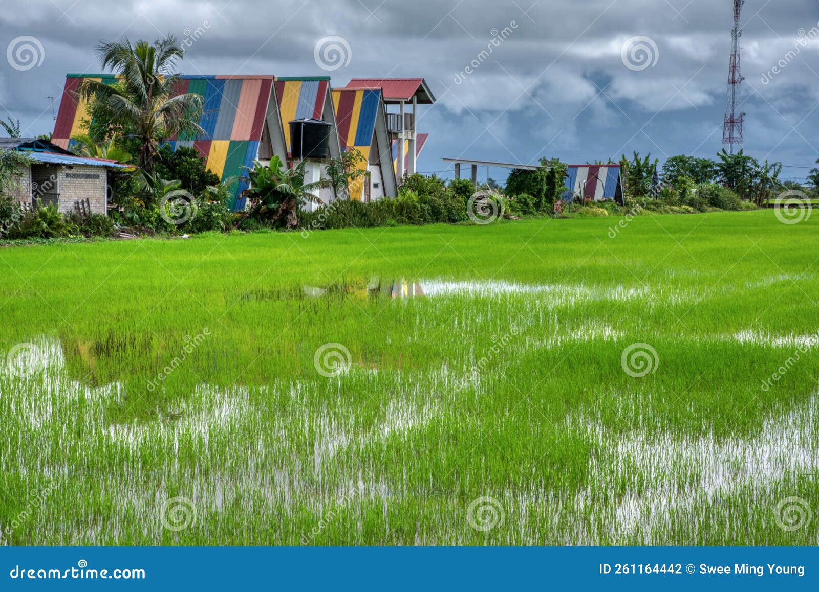 The Wet Paddy Field Farm Scene after the Rain Stock Photo - Image of ...