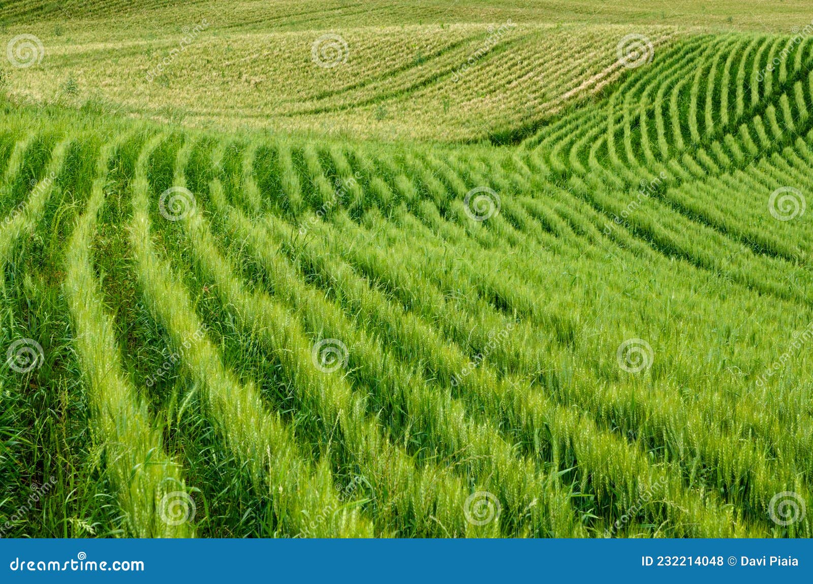 Image of a Wheat Crop, Winter Crop, Commodities and Agribusiness Stock ...