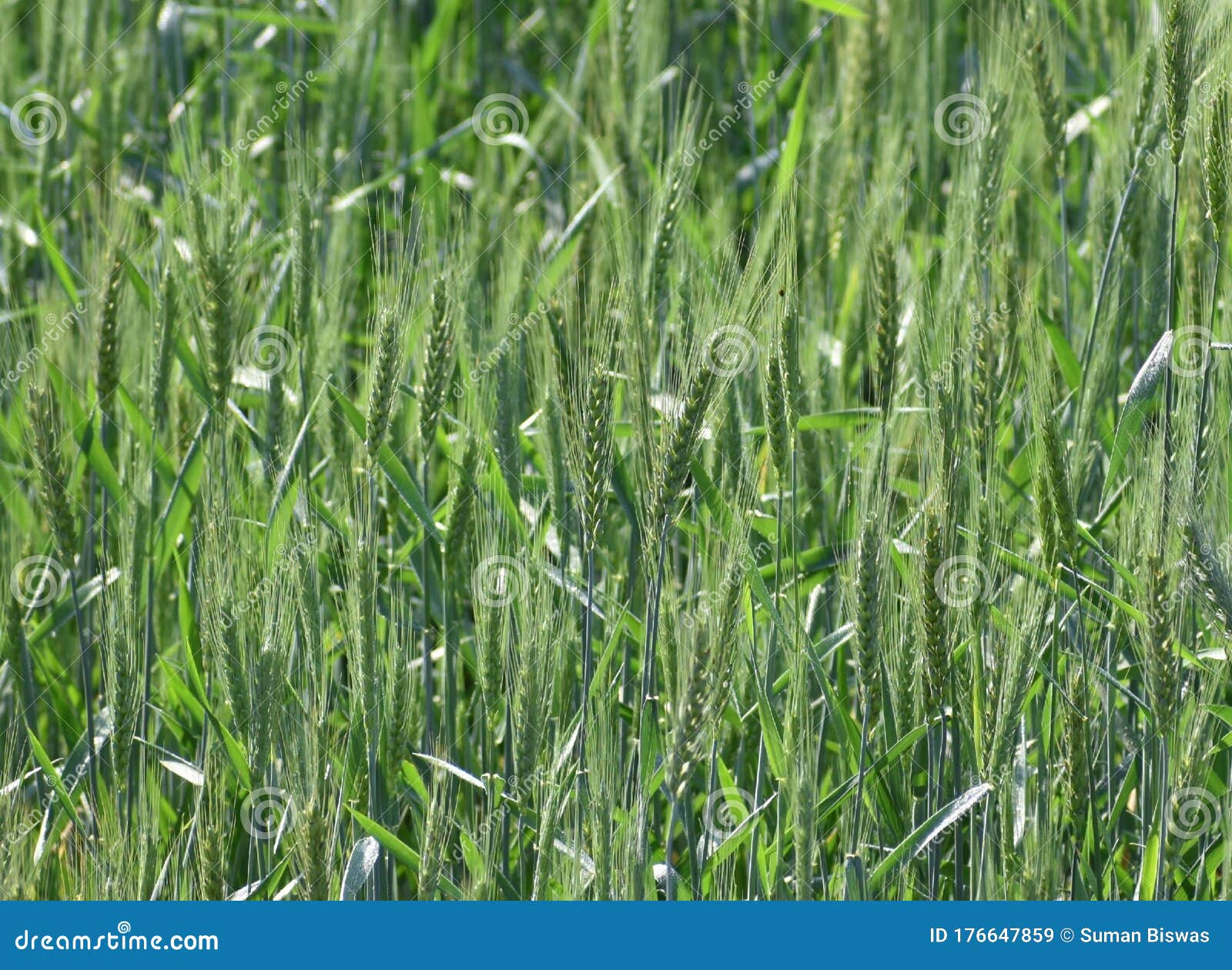 This is an Image of Wheat Farming in India . Stock Image - Image of ...